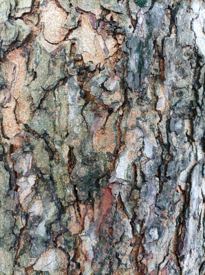 Very Antique Old Bark Texture Stock Photo - Image of natural, decorative: 311662274