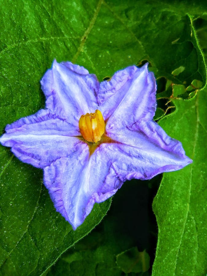 A Very Attractive and Beautiful Purple Flower ðŸ’ Stock Photo - Image ...
