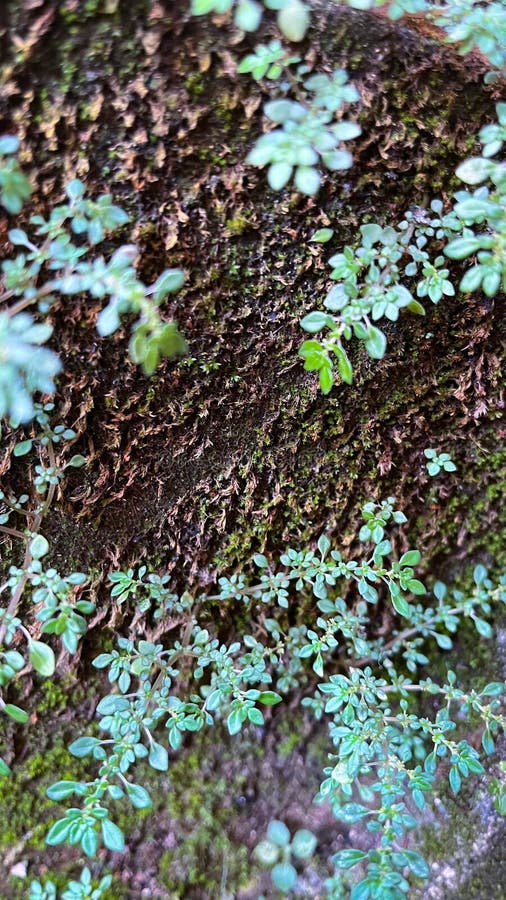 Very Attractive and Beautiful Small Green Moss Stock Photo - Image of ...