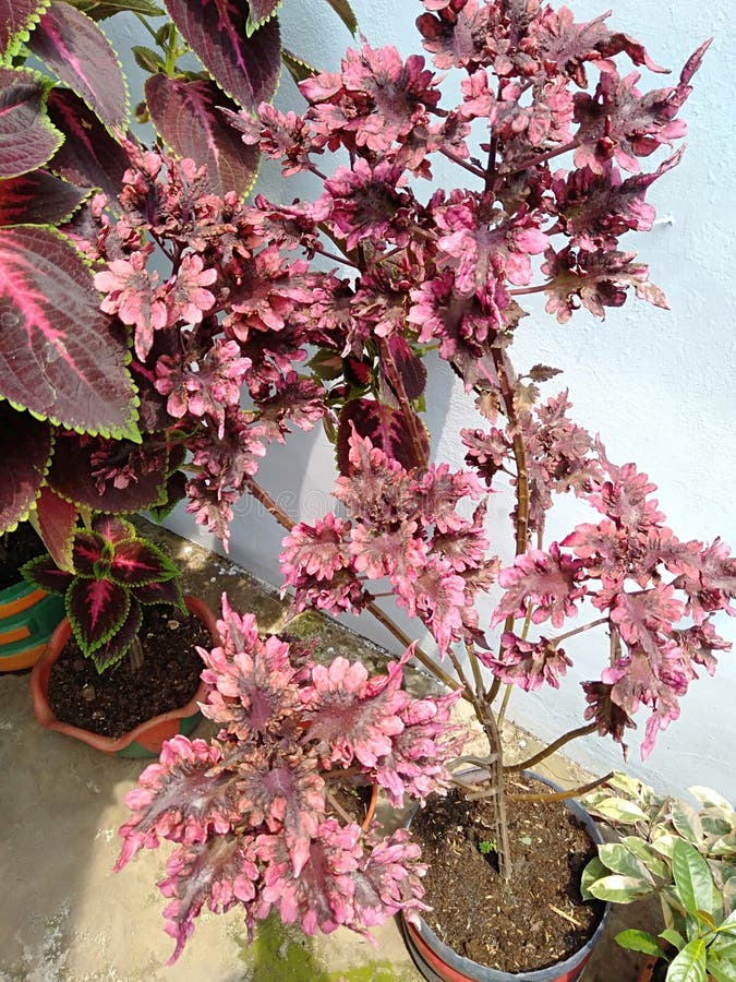 Very Attractive Green Flowers Stock Photo - Image of siang, matahari ...