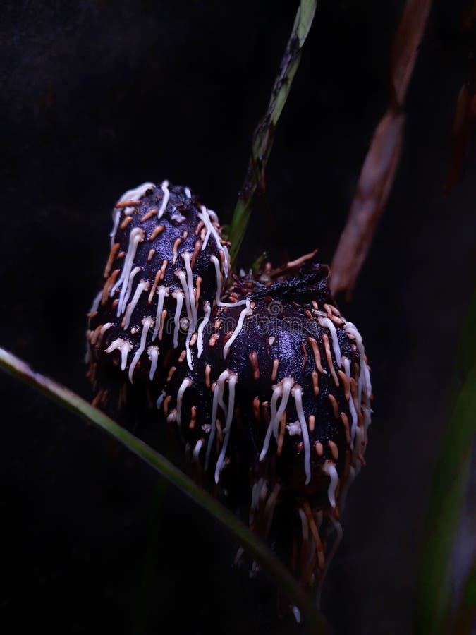 Very Attractive Photo of a Tuber Stock Image - Image of organism, tuber ...