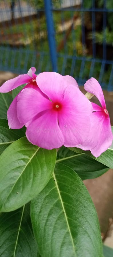 Very Attractive Pink Flower Stock Image - Image of flower, pink: 251680631