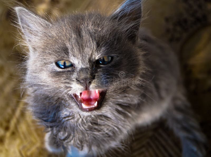 A very sad kitty stock photo. Image of kitty, look, adorable - 119722534
