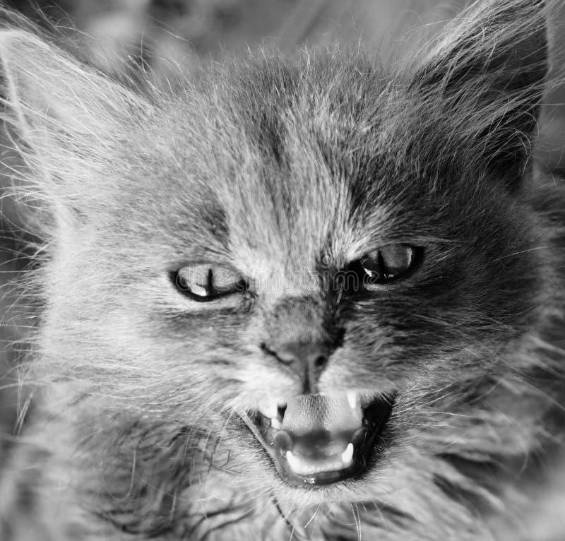 A very sad kitty stock photo. Image of kitty, look, adorable - 119722534