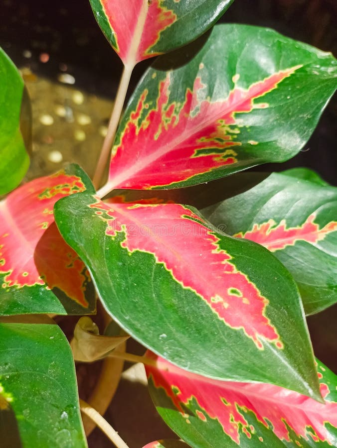 Beautiful Aglonema Red Kocin Plant Stock Photos - Free & Royalty-Free ...