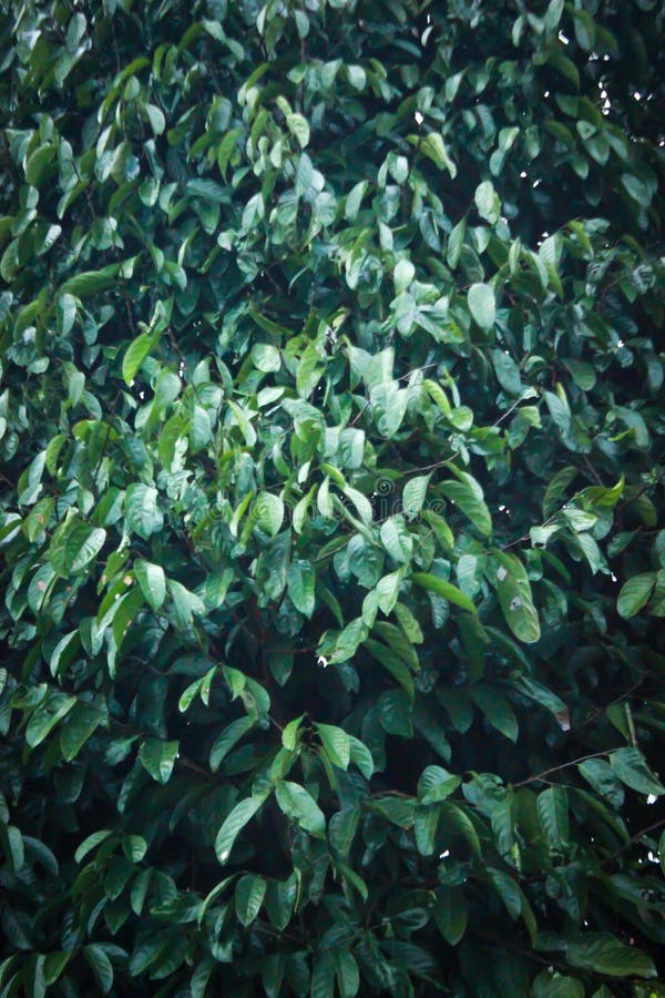 Very Beautiful Background of Green Leaves in the Morning Stock Photo ...