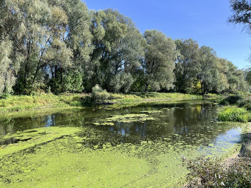 Very Beautiful Bank of the Berezina River in Summer Stock Photo - Image ...