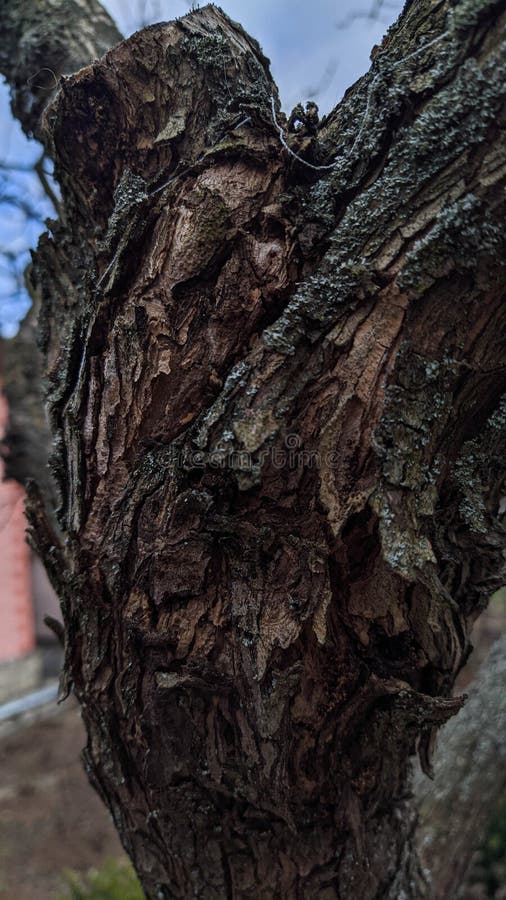 Very beautiful bark stock photo. Image of plant, tree - 205292434