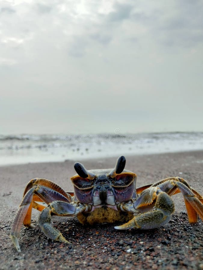 Very beautiful beach crab stock photo. Image of sand - 296176260