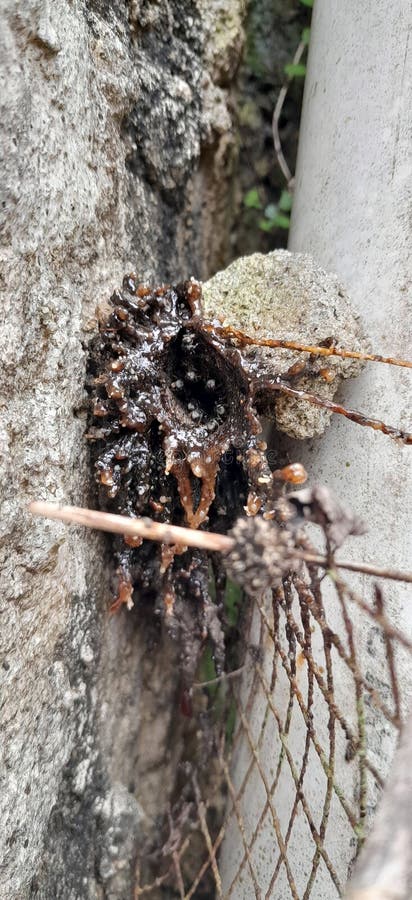 Very beautiful bee house stock photo. Image of wild - 277298640