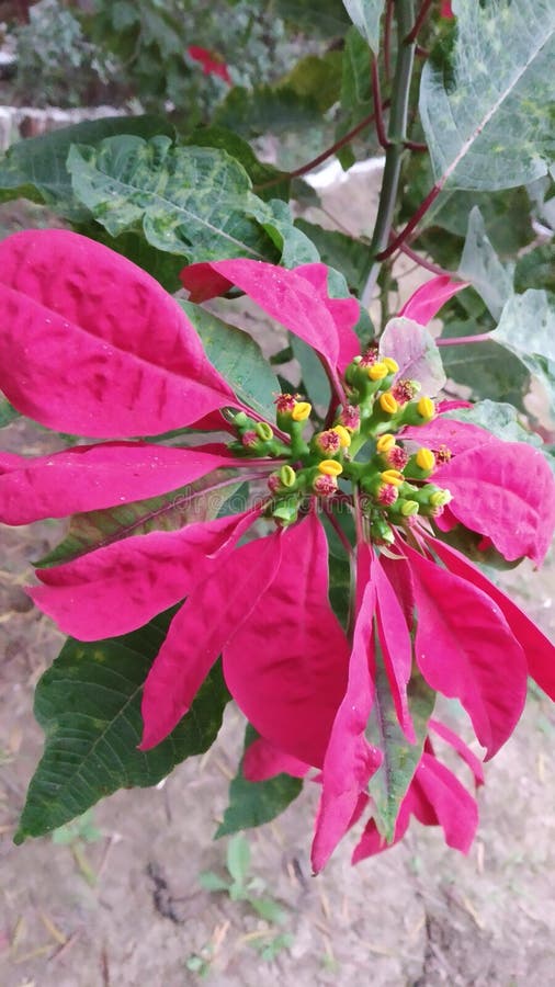Very Beautiful and Big Indian Red Flower Stock Image - Image of indian ...