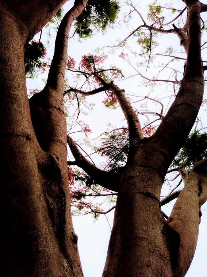 A Very Beautiful Big Strong and Sturdy Tree Trunk Stock Photo - Image ...
