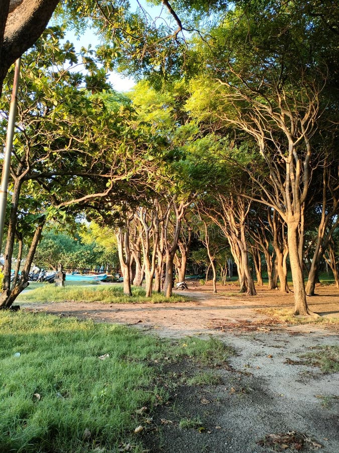 A Very Beautiful Big Tree on the Beach Stock Photo - Image of woodland ...