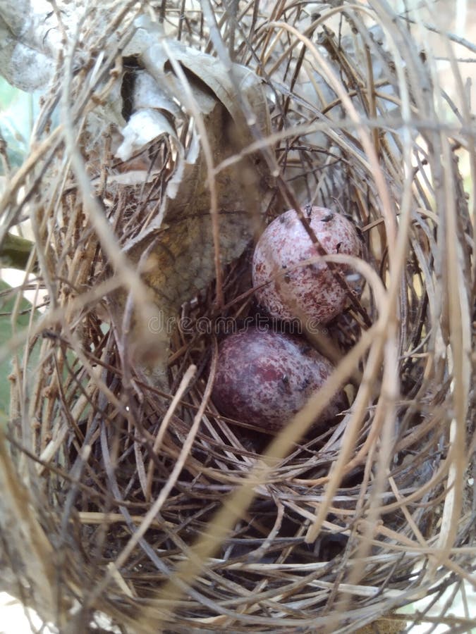 Very Beautiful birds eggs stock photo. Image of eggs - 259045504
