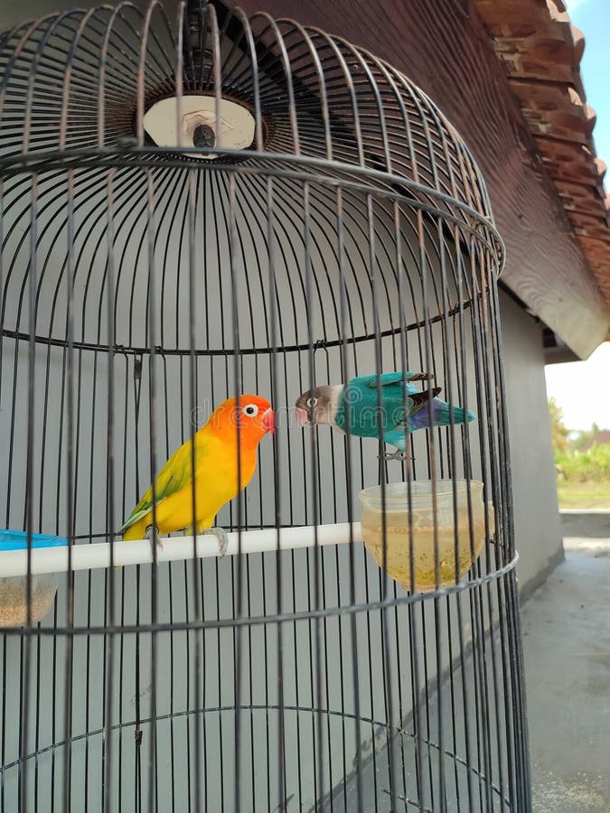 2 very beautiful birds stock photo. Image of colors - 270609704