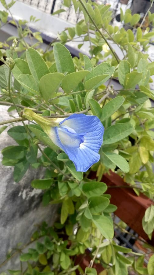 Very Beautiful Blue Aparajita is the Flower of Blue Pea. Stock Image ...