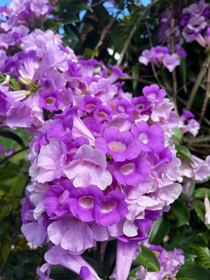 Bignonia stock image. Image of closeup, yellow, spring - 277889073