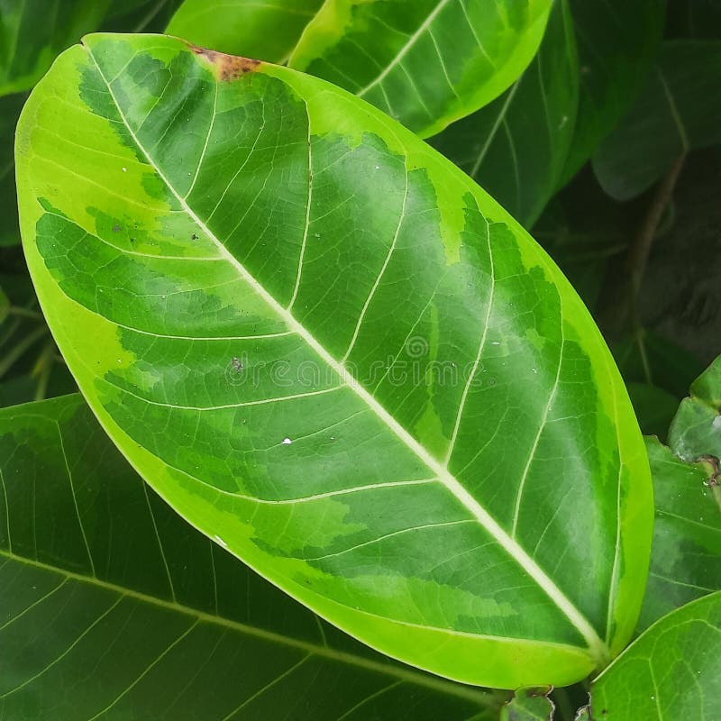 Very Beautiful and Bright Leaf Color Stock Illustration - Illustration ...