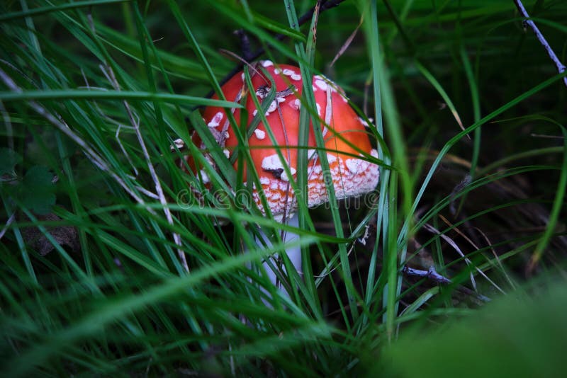 Toadstool with Bright Red Cap Stock Photo - Image of witchcraft ...