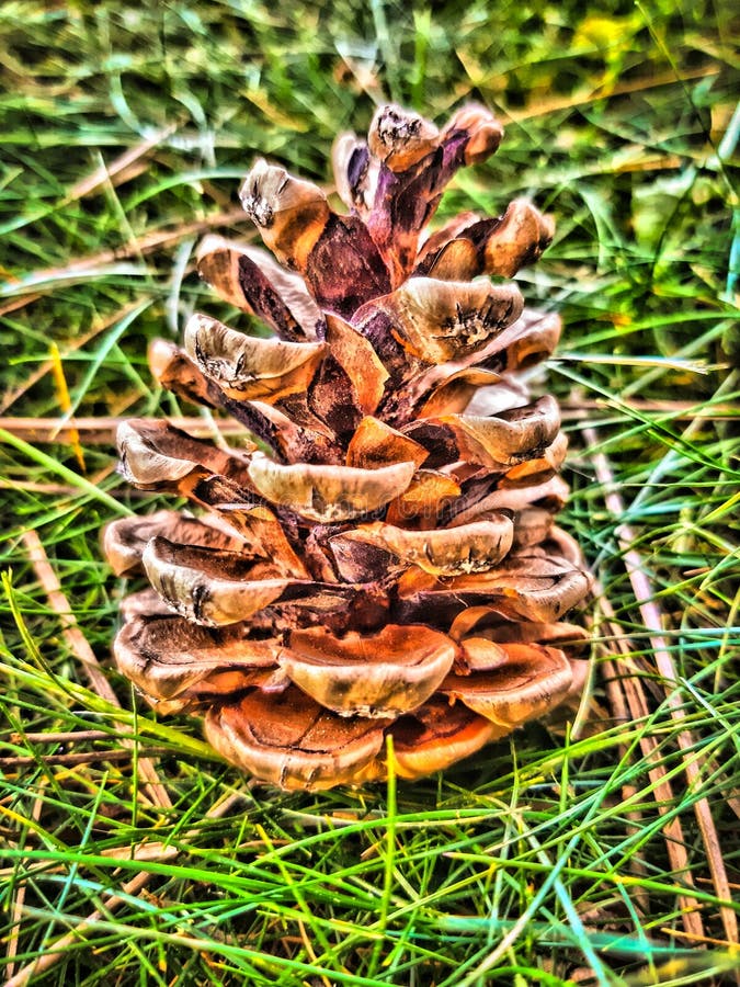 Very Beautiful Bump Posing on the Grass in HDR. Stock Image - Image of ...