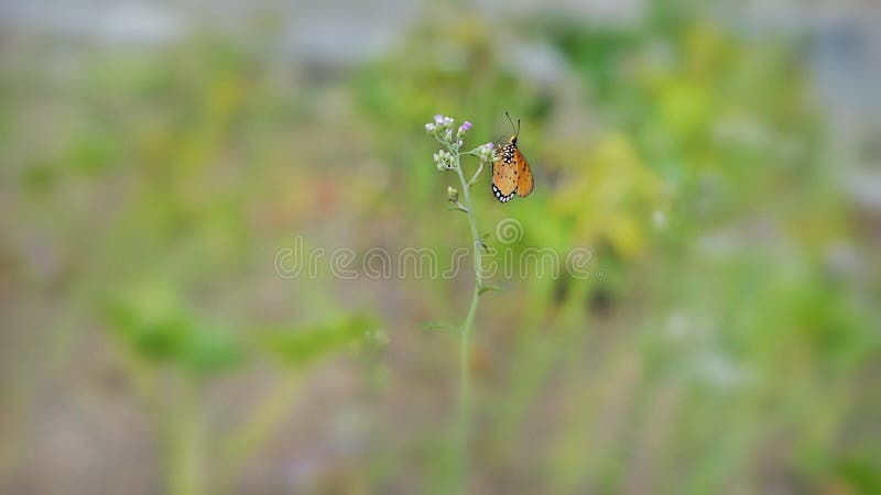 Very Fat Butterfly, , Created with Generative AI Technology Stock Image ...