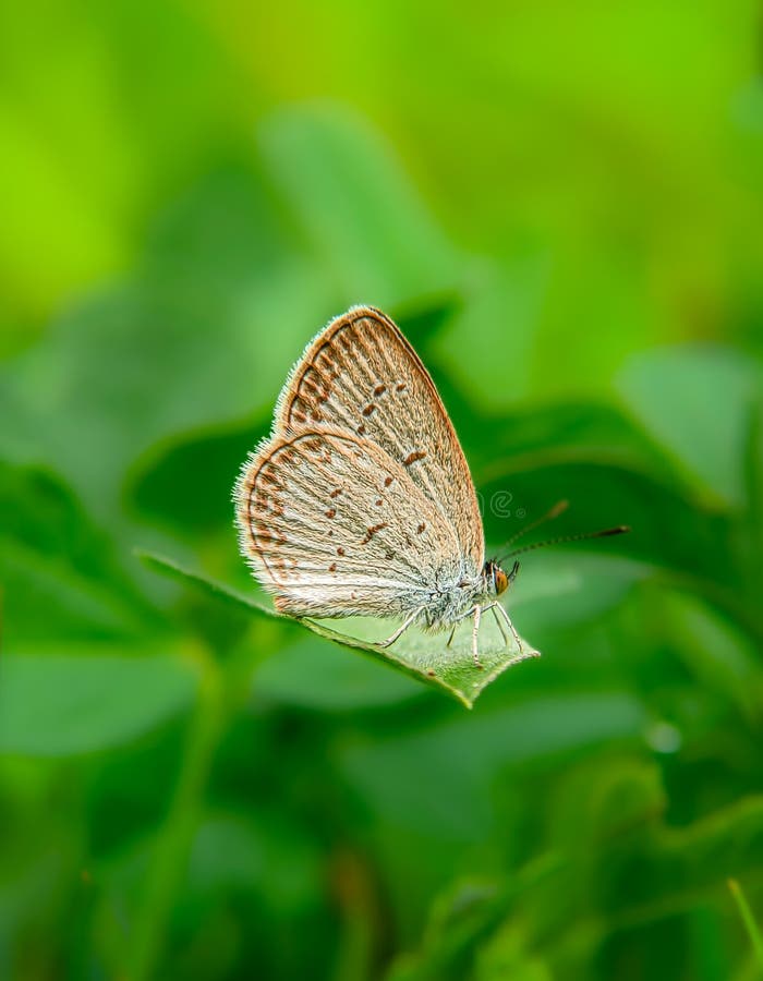 Very beautiful butterfly stock photo. Image of animal - 264664398