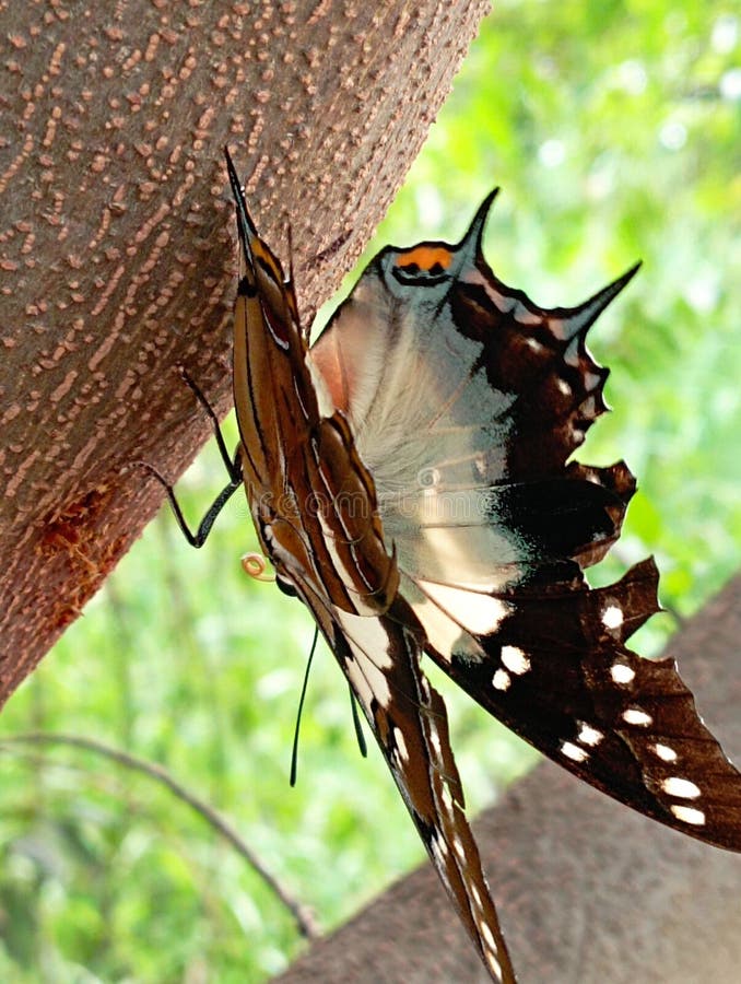 Very beautiful butterfly stock photo. Image of butterfly - 286297722