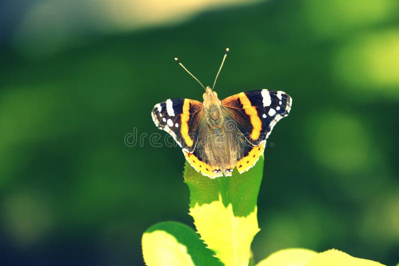 Very Fat Butterfly, , Created with Generative AI Technology Stock Image ...