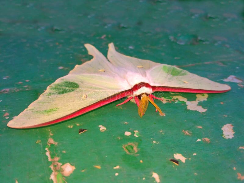 Very beautiful butterfly stock photo. Image of peaceful - 94286684