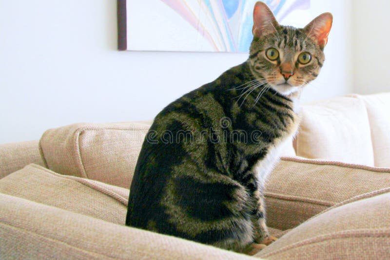 Very beautiful cat stock image. Image of beautiful, animals - 50536023