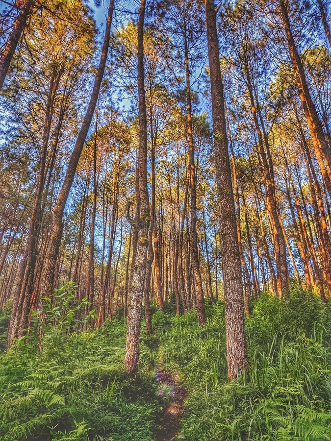 Very Beautiful and Charming Forest Views Stock Image - Image of ...
