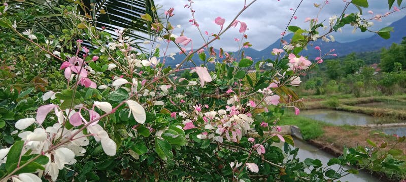 Very Beautiful Cherry Blossoms and Cool Views Stock Image - Image of ...