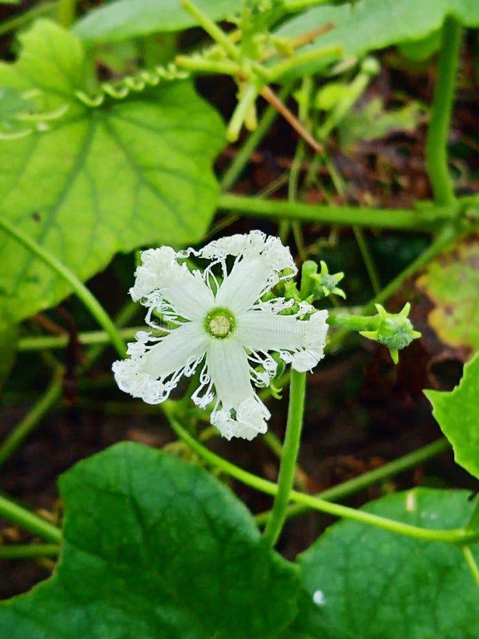 Chichinga flowers stock image. Image of plant, shrub - 230087045