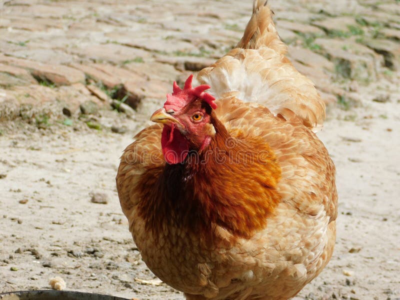 Very Beautiful Chicken. Poultry Stock Photo - Image of fowl, goose ...