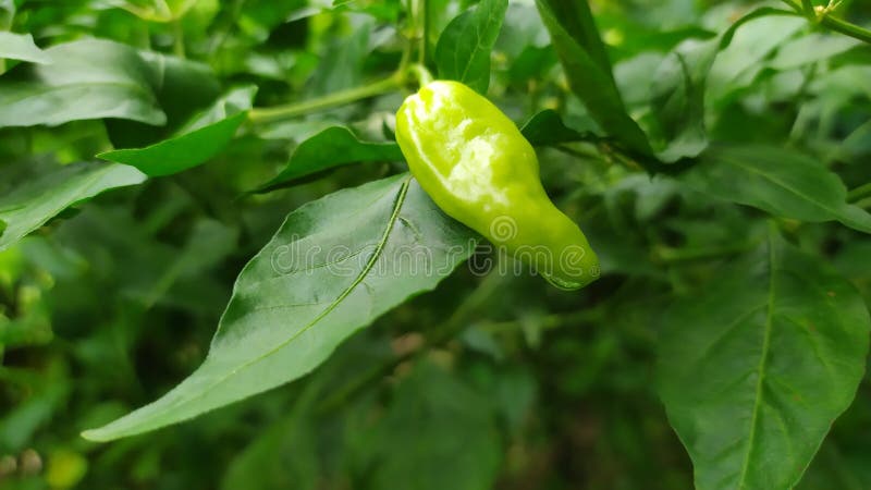 Very Beautiful Chili Peppers Garden Stock Photos - Free & Royalty-Free ...