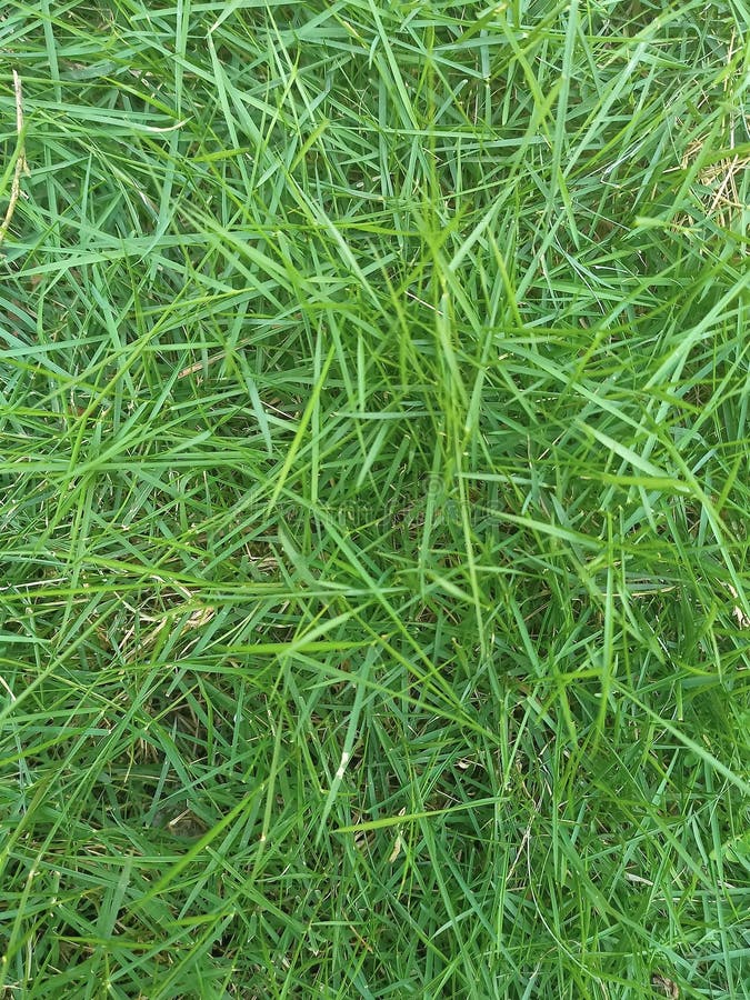 Very Beautiful Chinese Graas in Stock Photo - Image of graash ...