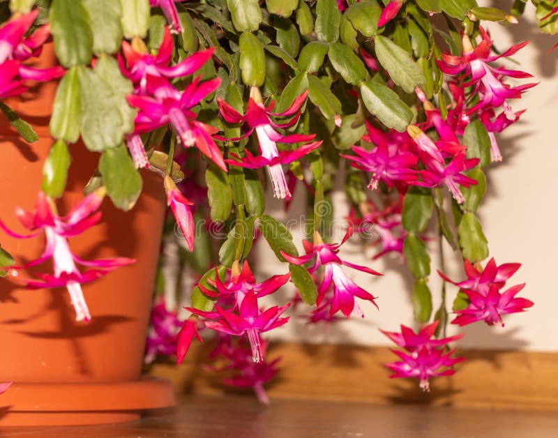 Very Beautiful Christmas Cactus in Bloom Red Color Stock Photo - Image ...