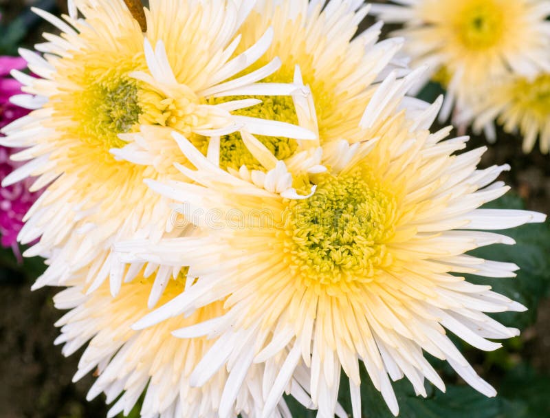 Very Beautiful Chrysanthemums Shot on a Macro of Different Colors Stock ...