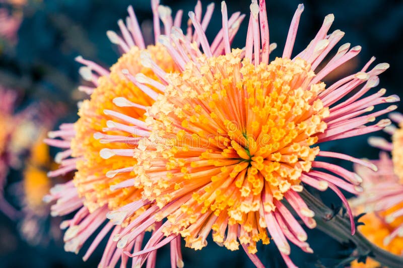 Very Beautiful Chrysanthemums Shot on a Macro of Different Colors Stock ...