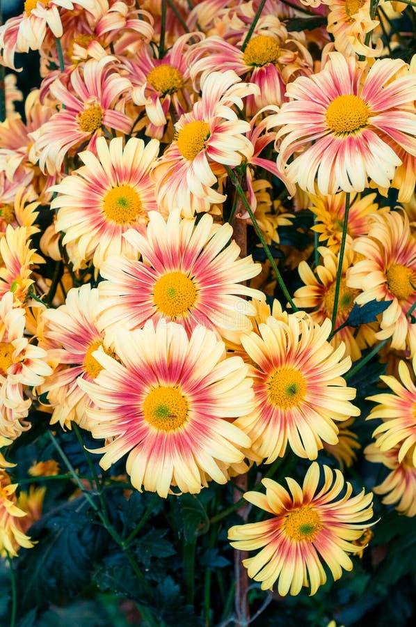 Very Beautiful Chrysanthemums Shot on a Macro of Different Colors Stock ...