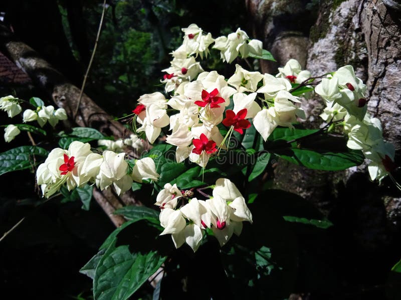 Very Beautiful Clerodendrum Thomsoniae Plant Stock Image - Image of ...