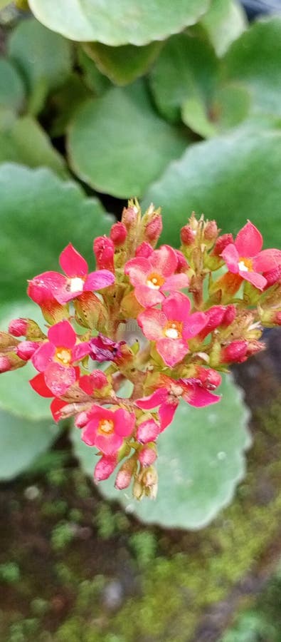 Very Beautiful Cocor Duck Flowers Stock Photo - Image of plant, herb ...
