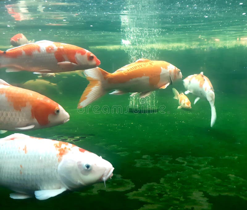 A Very Beautiful Collection of Koi Fish Stock Photo - Image of ...