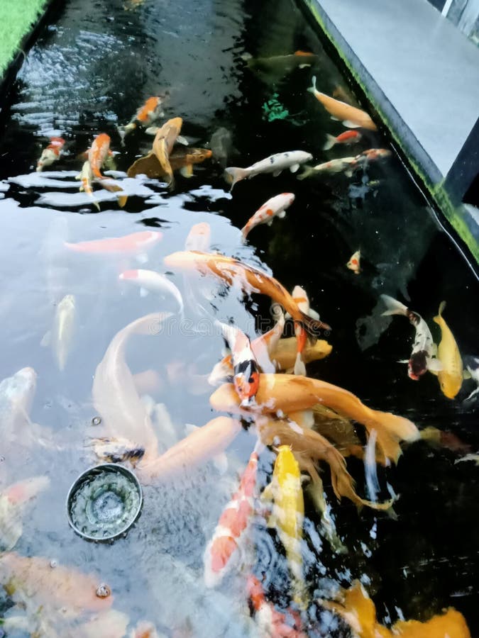 A Very Beautiful Collection of Koi Fish Stock Photo - Image of fish ...