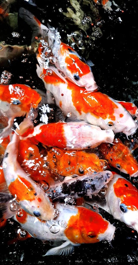 Very Beautiful Colored Koi Fish Fighting for Food Stock Image - Image ...