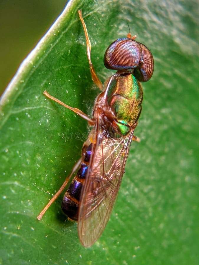 Very Beautiful Colored Soldier Fly Stock Image - Image of soldier ...