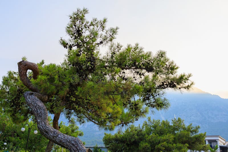 A Very Beautiful Coniferous Winding Tree in the Mountains at Dawn or at ...