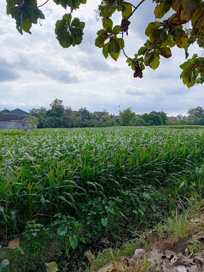 Very Beautiful Corn Plant with Dense Leaves Stock Photo - Image of ...