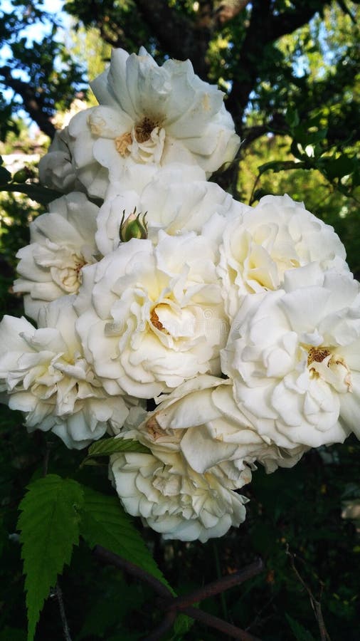 Very beautiful cream roses stock photo. Image of cream - 192827254