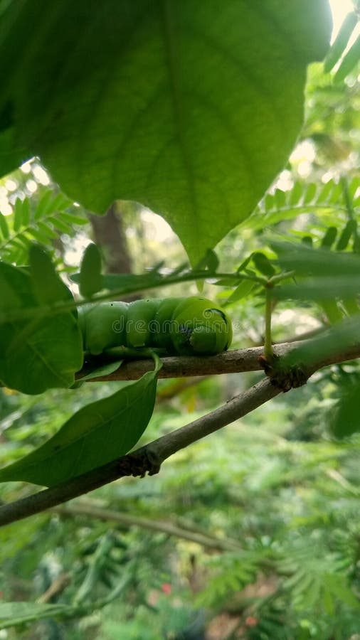 Very Beautiful Cute Green Butterfly in the Tree Stock Photo - Image of ...